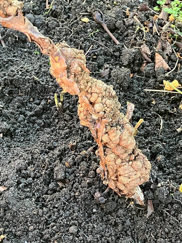 Some interesting gall - Insects & Diseases - American Rose Society Forum