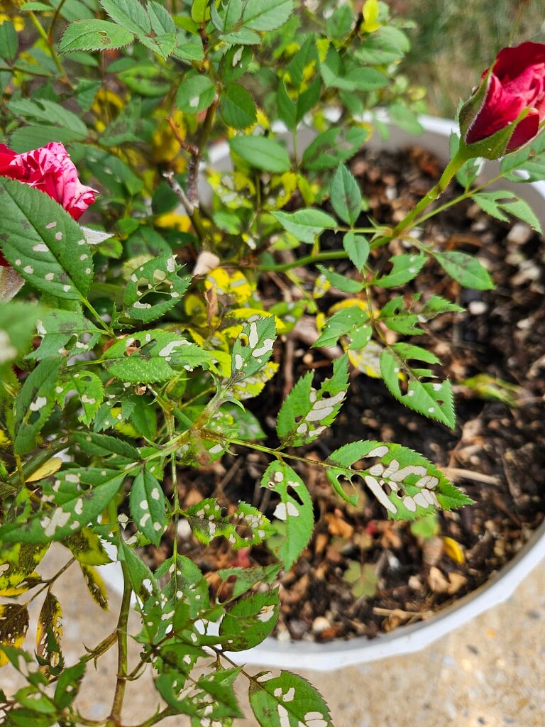 Problem identifying whats eating my mini rose - General - American Rose ...