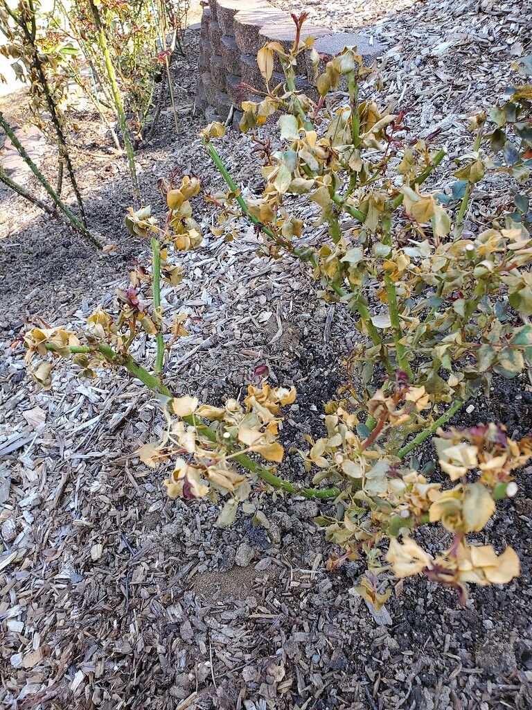 A REAL "Ring of Fire"; what to do with scorched rose bushes? - General ...