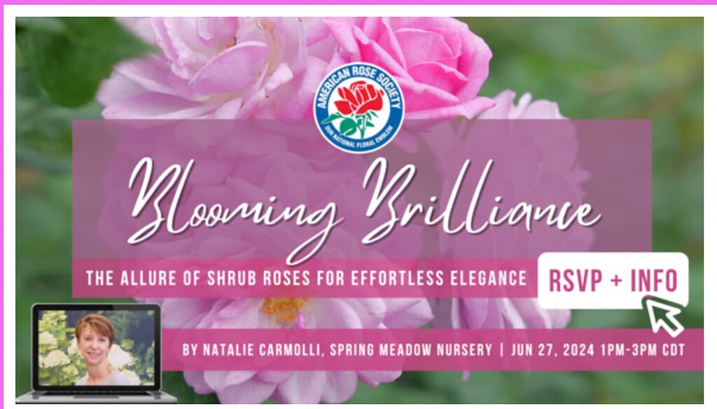 The Allure of Shrub Roses - June 27th Webinar at 1PM - News & Announcements - American Rose ...