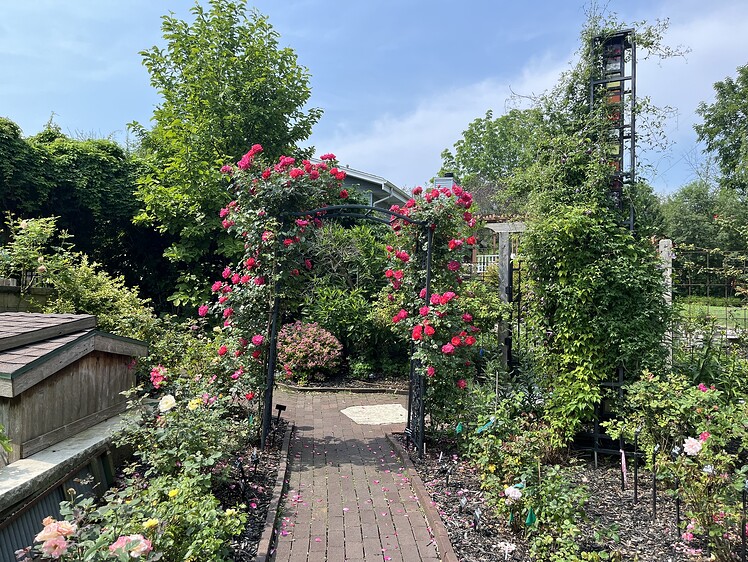 Climbing Roses - Pruning and Winter Protection - General - American ...