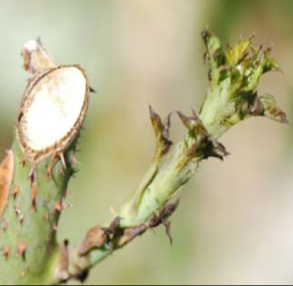 Rose Bush Thrip Damage? - General - American Rose Society Forum