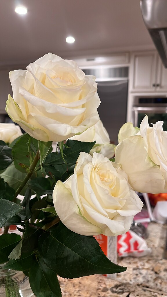 Please help to identify this rose - Rose Selection & Questions ...