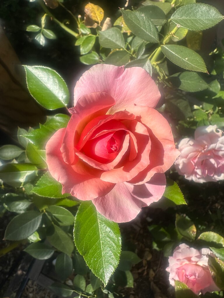Help in identifying rose - Rose Selection & Questions - American Rose ...