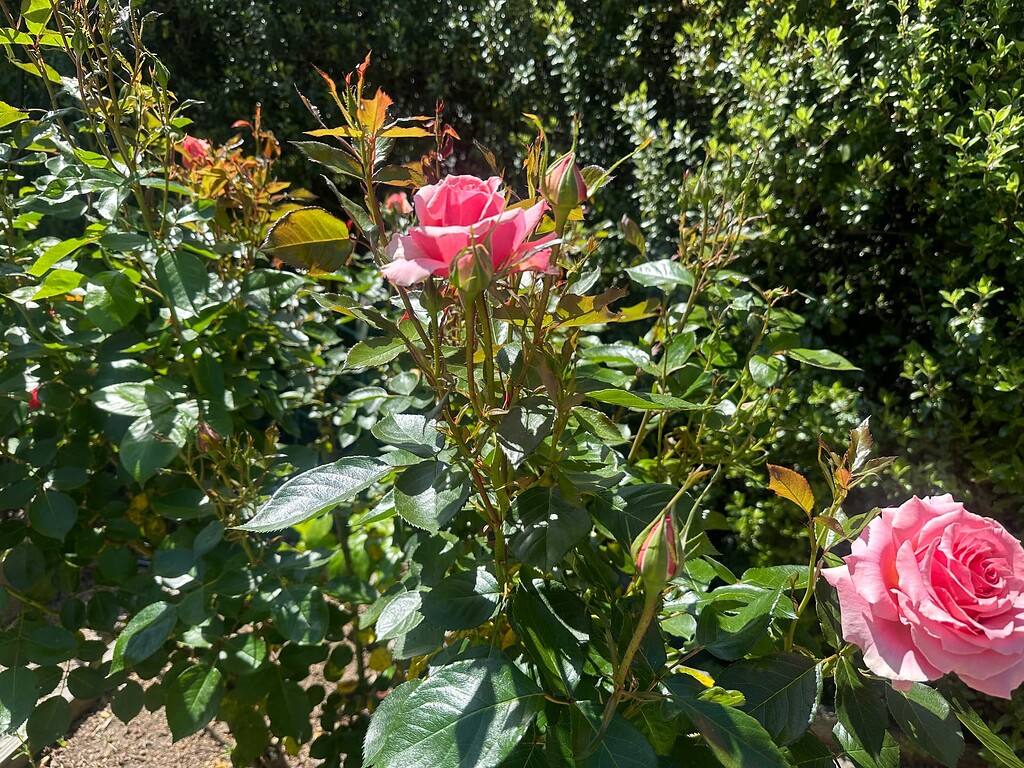 Pink rose identification - Rose Selection & Questions - American Rose ...