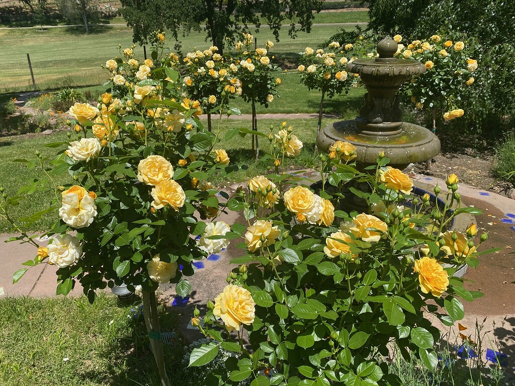 Identify a rose - Rose Selection & Questions - American Rose Society Forum