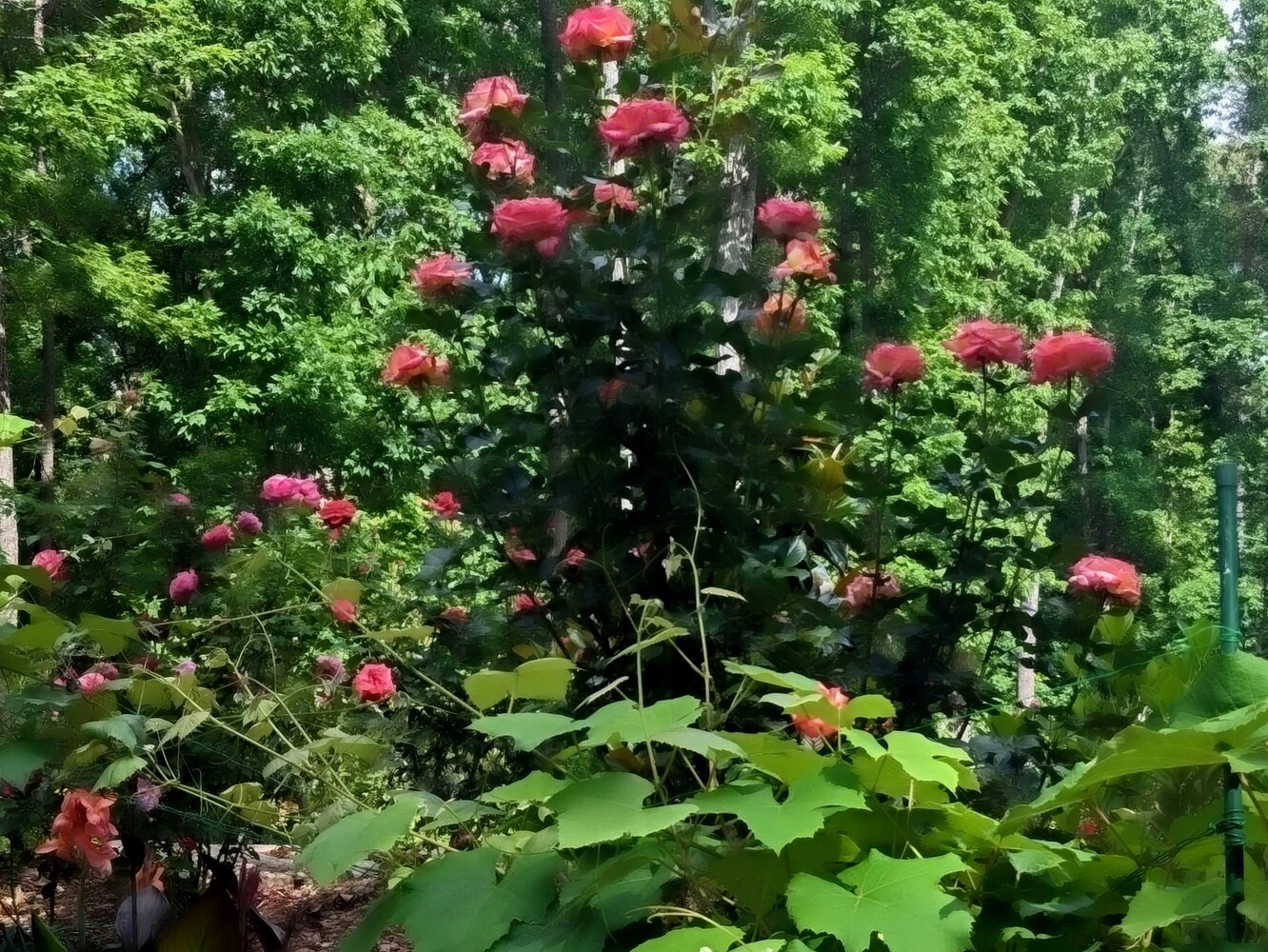 Grafted or Own Root Roses - General - American Rose Society Forum