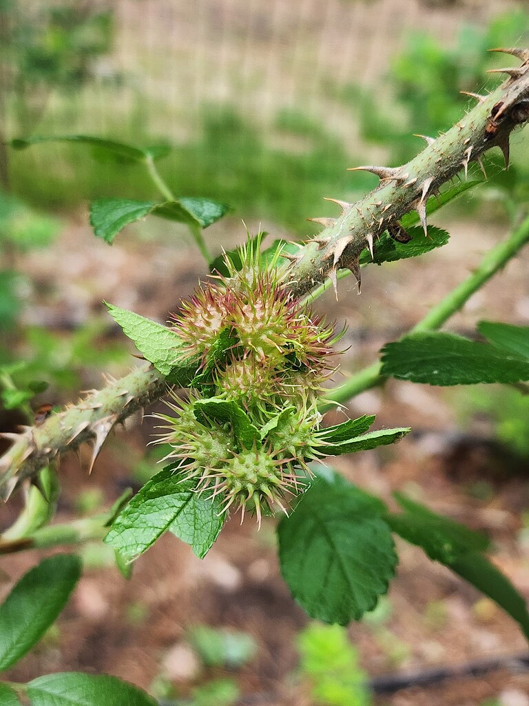What are these prickly things? - Insects & Diseases - American Rose ...