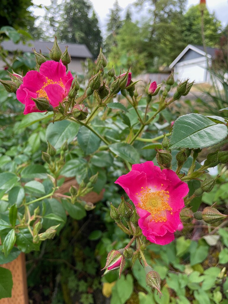Identifying roses with unknown name - General - American Rose Society Forum