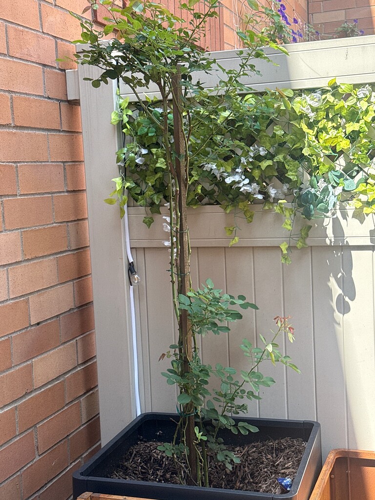 Planted Potted Roses in Late July/Early August (zone 7B) - Rose Care ...