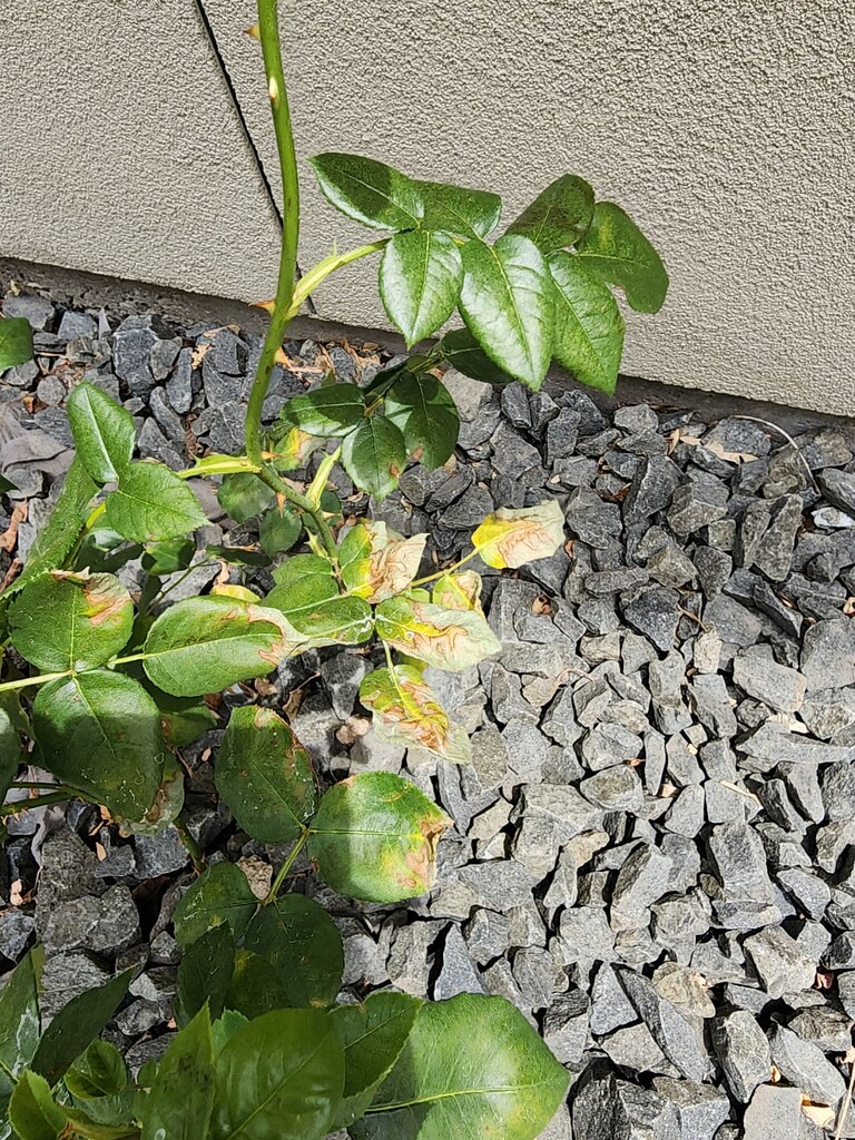 Newly planted rosebush, having problems with yellow leaves - Rose Care ...
