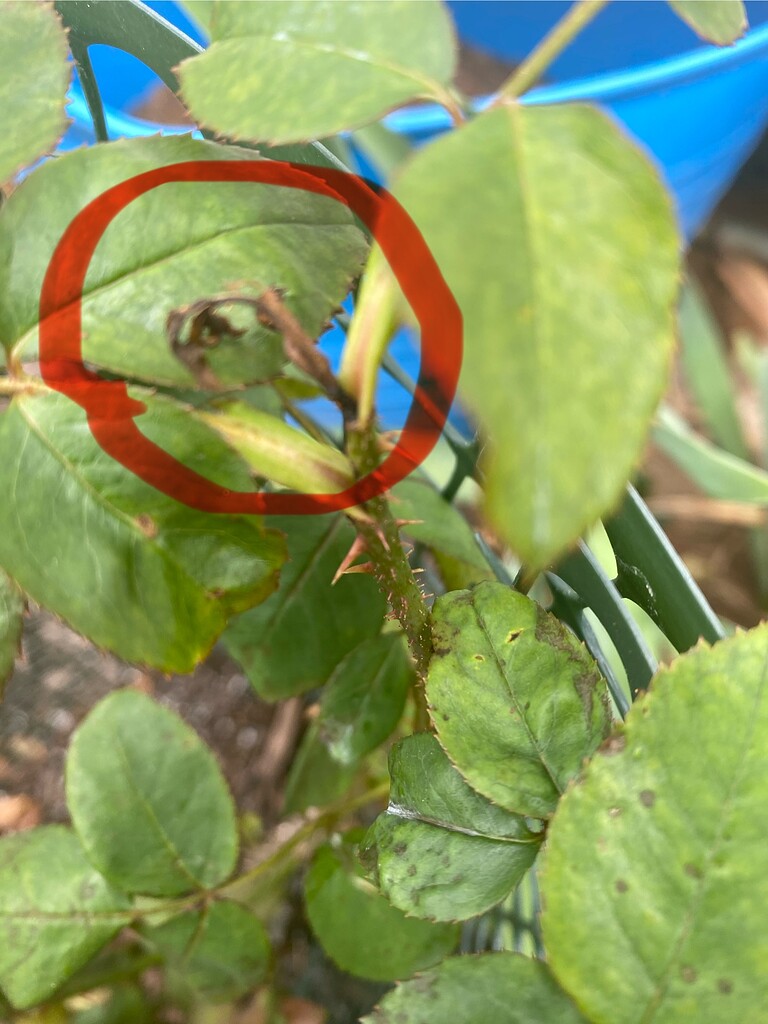 What happening to my roses? - Insects & Diseases - American Rose ...