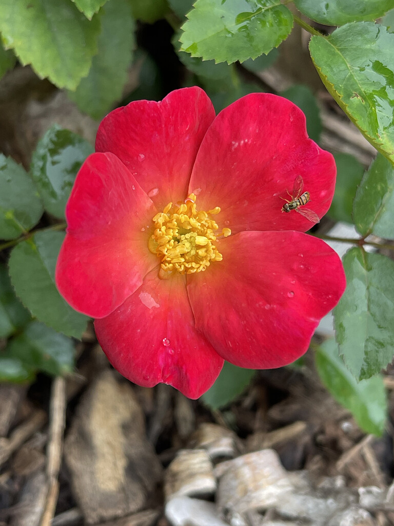 Miniature Roses Popularity - Rose Selection & Questions - American Rose ...