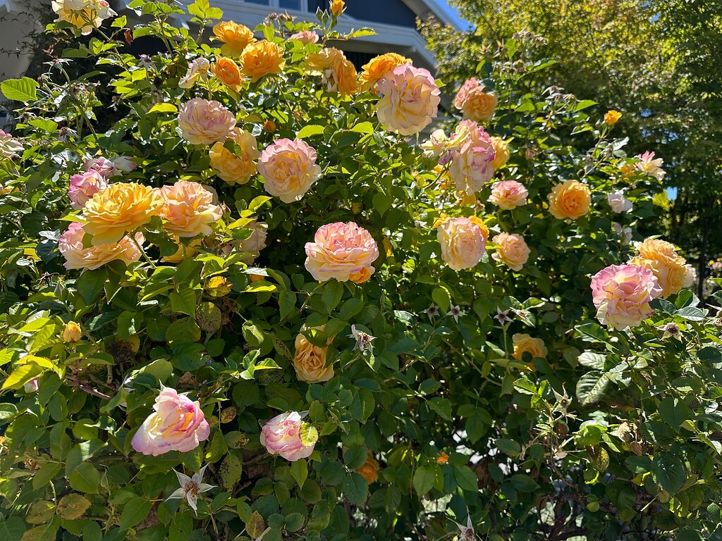 Help me identify this rose - Rose Selection & Questions - American Rose ...